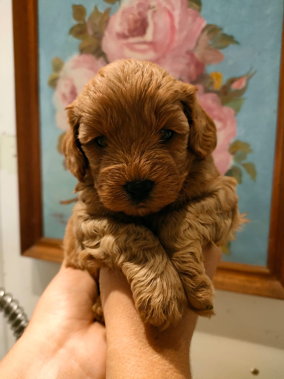 About Us – Toe Bean Cavoodle Puppies