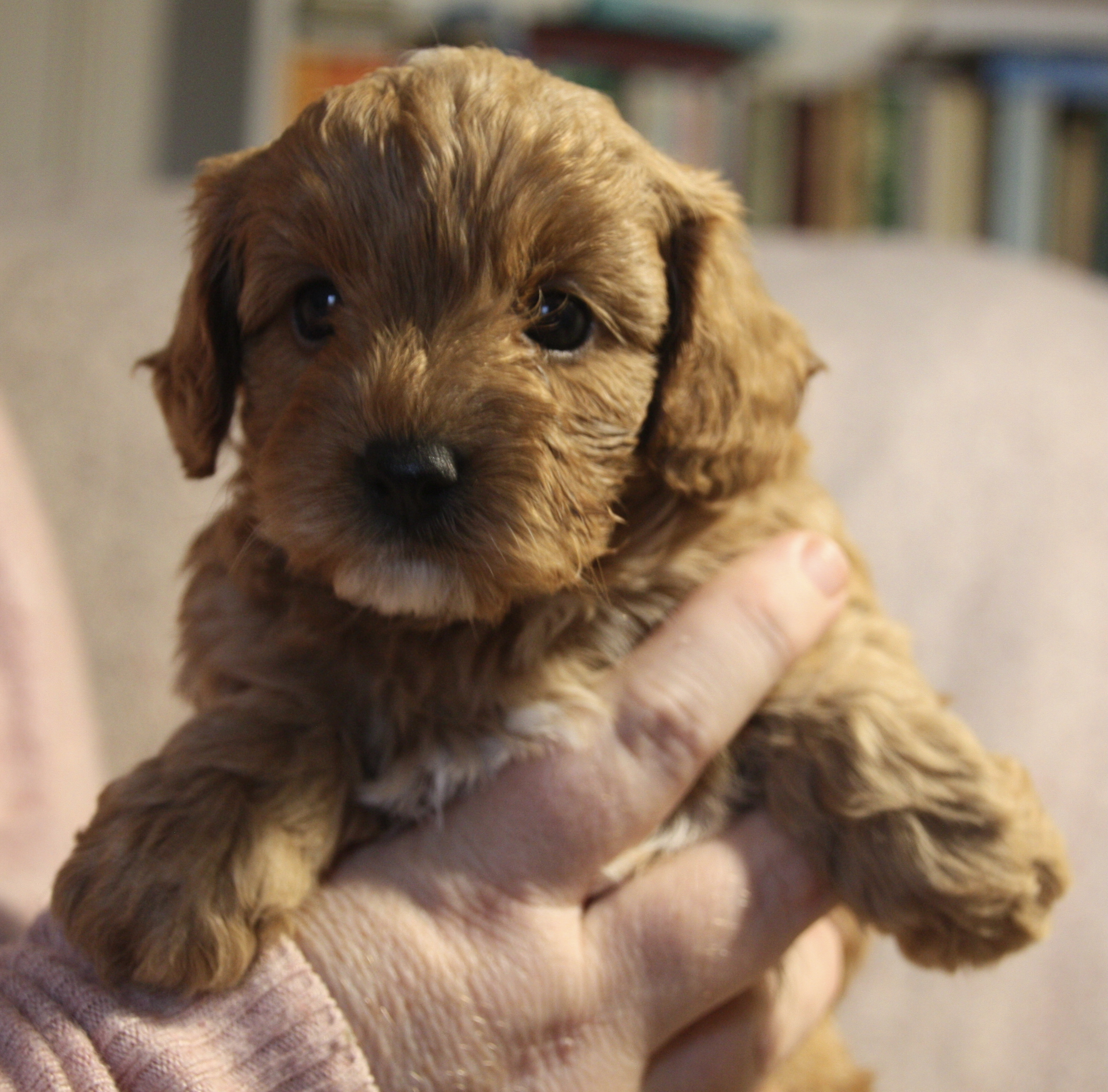 New Litter of Six Pups for Sale – Toe Bean Cavoodle Puppies
