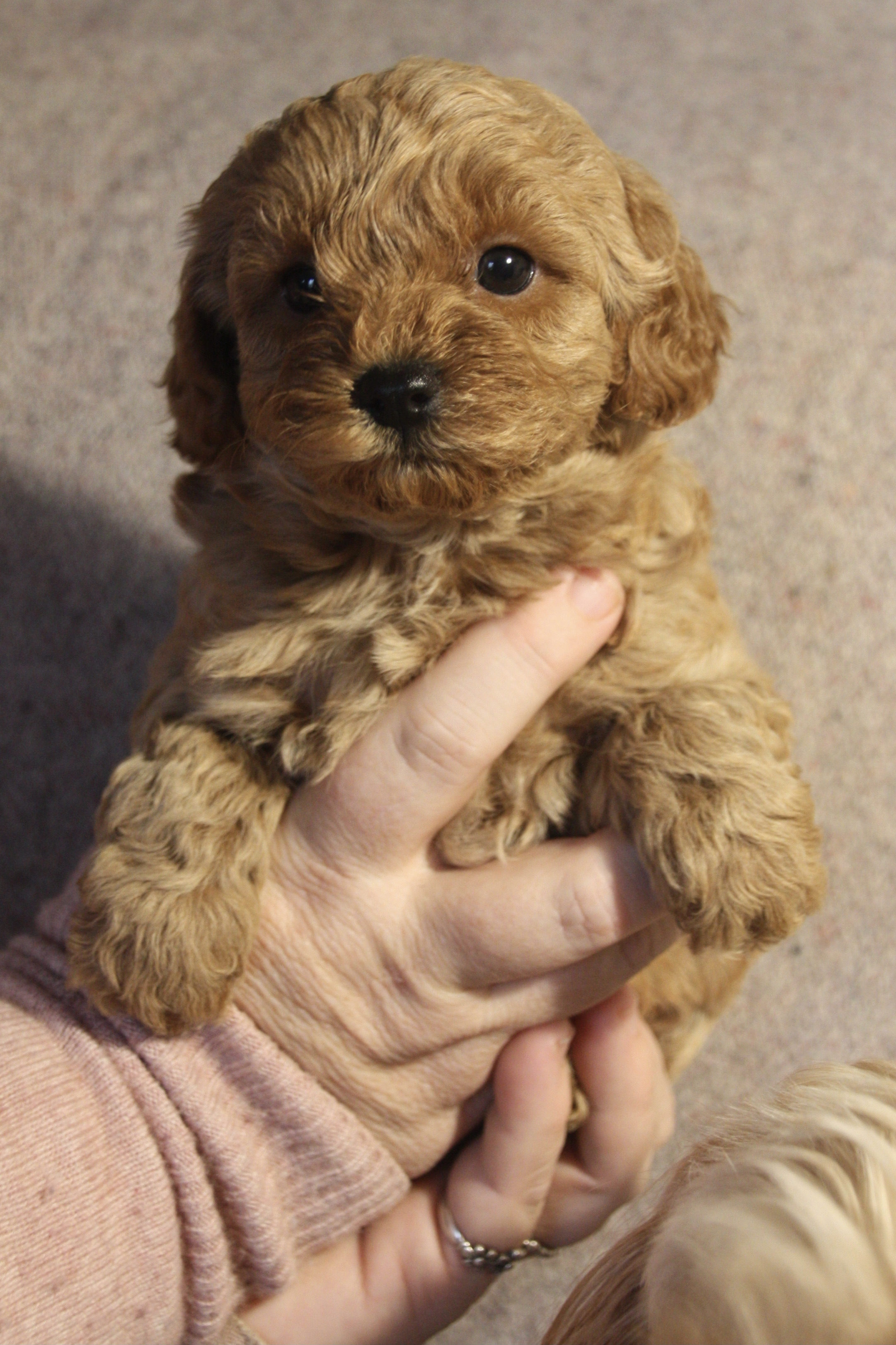 Cavoodle Puppies for Sale – Toe Bean Cavoodle Puppies